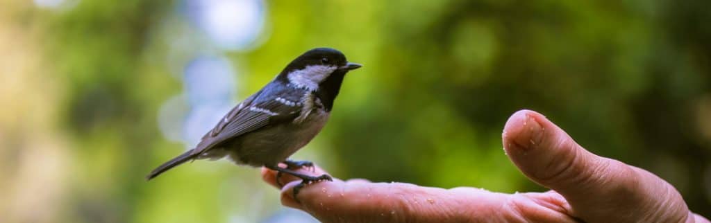 A Bird In Hand Is Worth Way More Than Two In The Bush | Carpedia